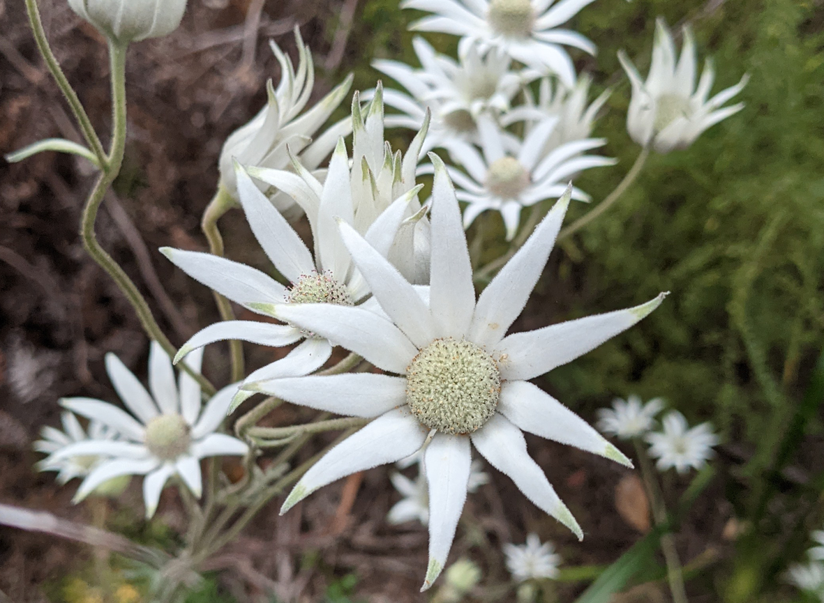 Services - Geebung Ecological Restoration Services